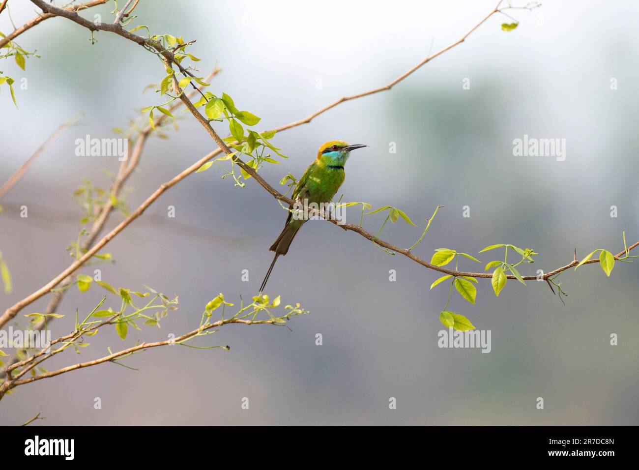 Beautiful bird bee eater hi-res stock photography and images - Alamy
