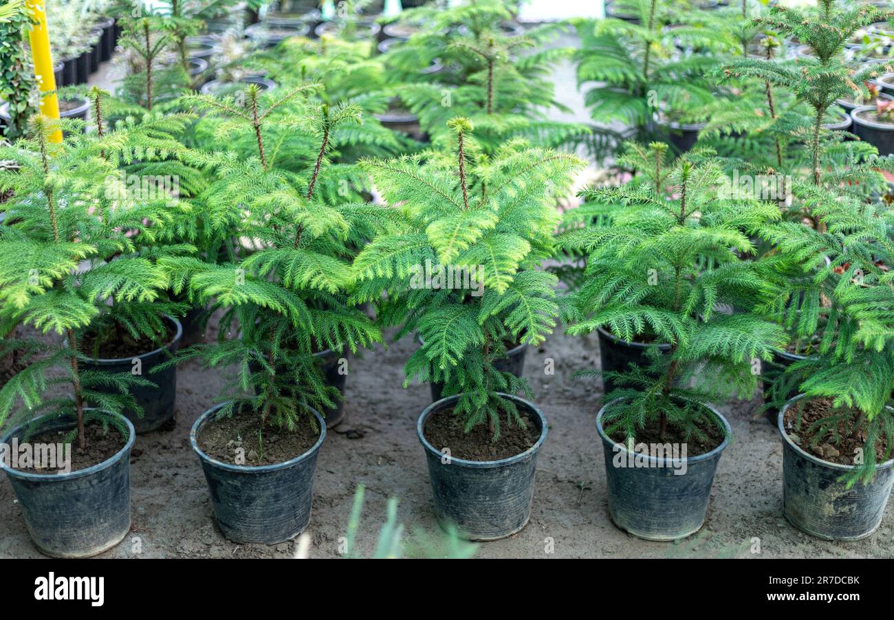 Small trees in pots hi-res stock photography and images - Alamy