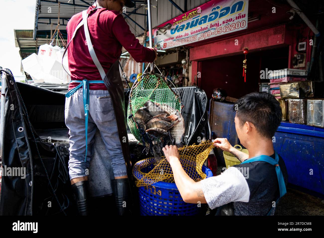Bangkok, Thailand. 15th June, 2023. Workers dump fish from the bed of a ...