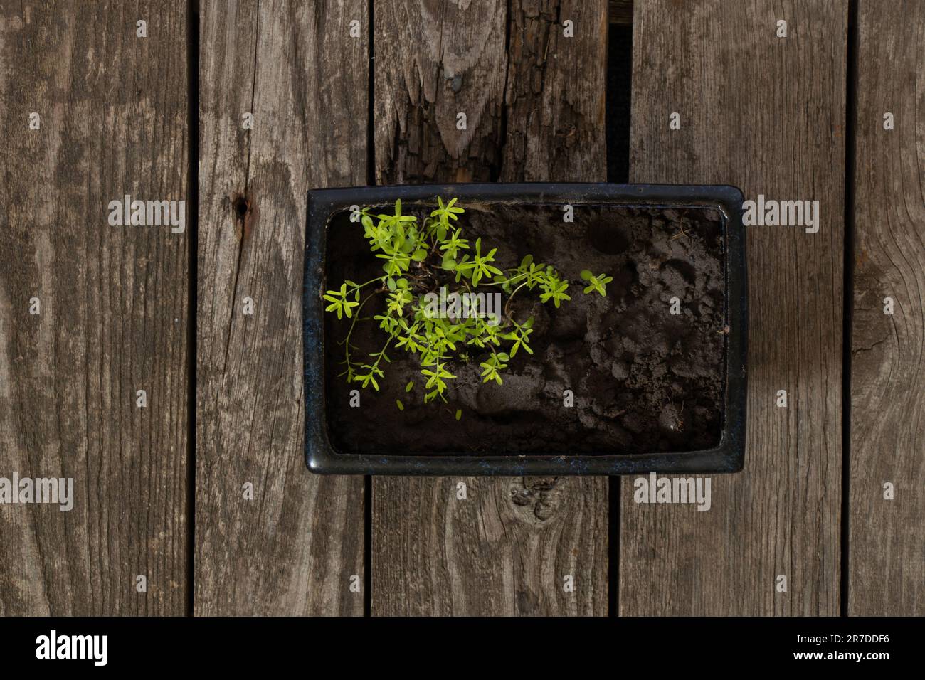 Soil sprouted grass texture hi-res stock photography and images - Alamy