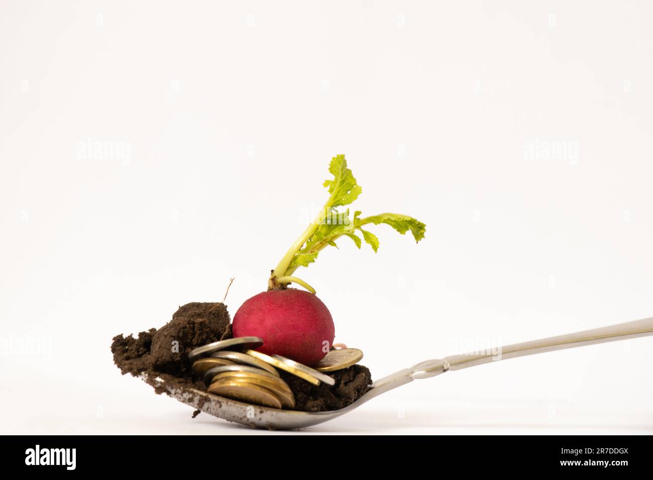 sprouted radish lies on small coins on a white background Stock Photo ...