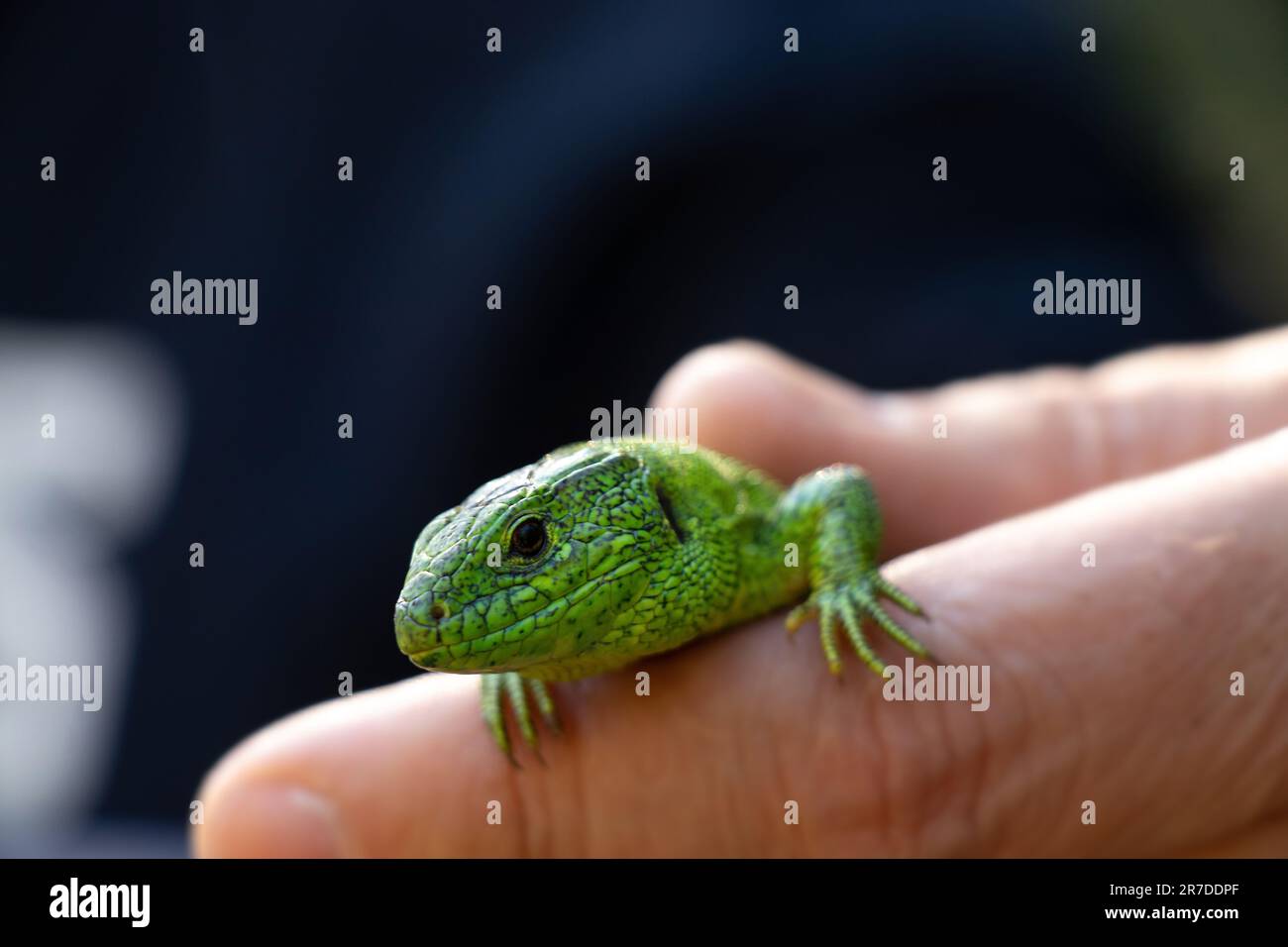 green lizard sitting on a hand caught in a park in Ukraine Stock Photo ...