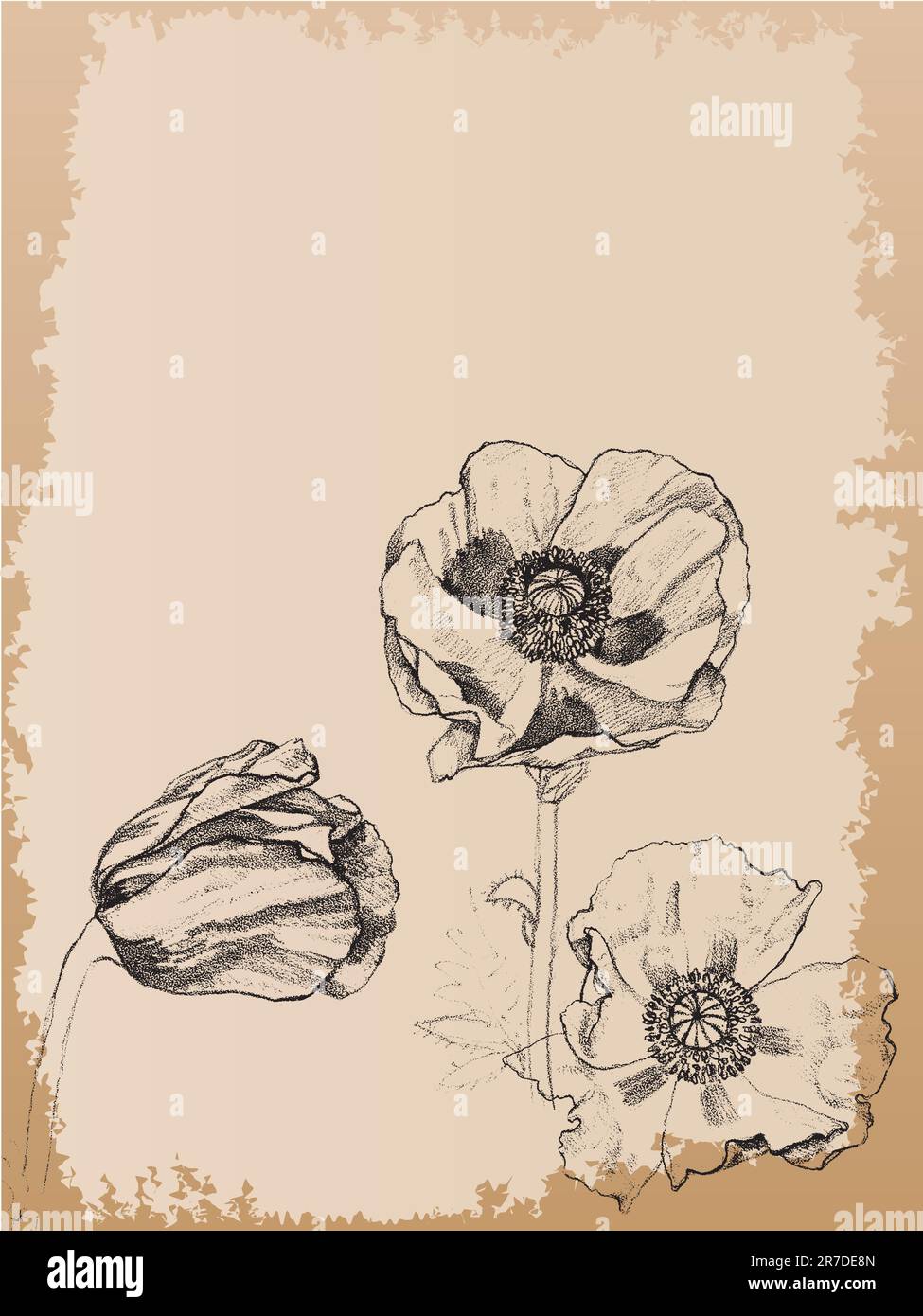 Vector art of three poppies Stock Vector Image & Art - Alamy