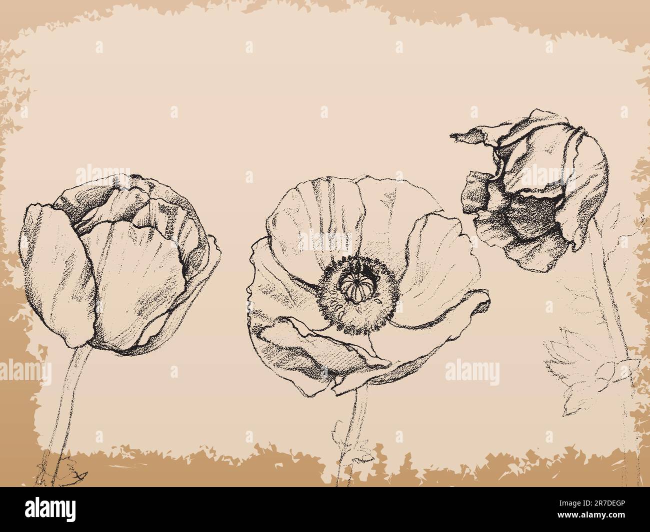 Three poppies Stock Vector Images - Alamy