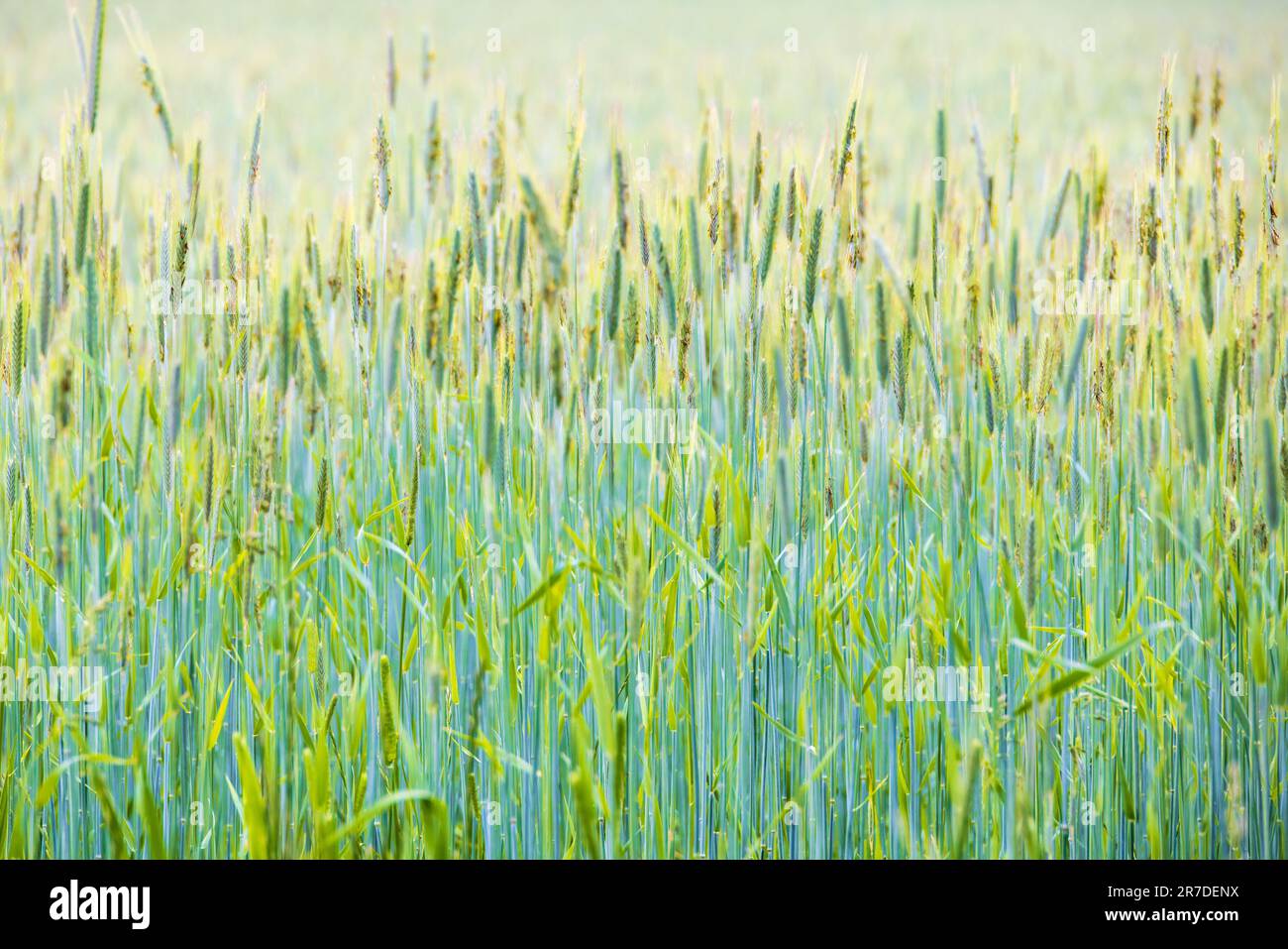 Nature outdoors straw crops cultivation hi-res stock photography and ...
