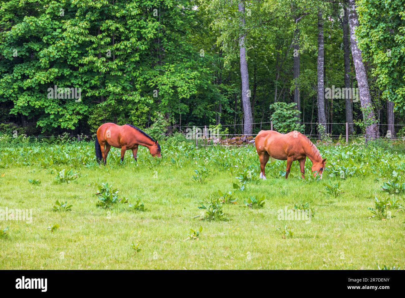 Pair beautiful riding horses forest hi-res stock photography and images ...