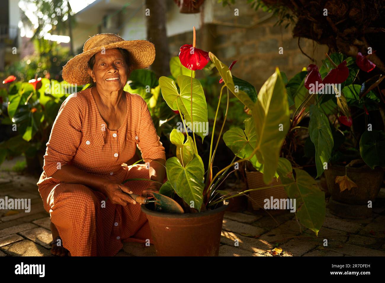 Senior Indian female farmer planting flowers smiling happily. Elderly ...