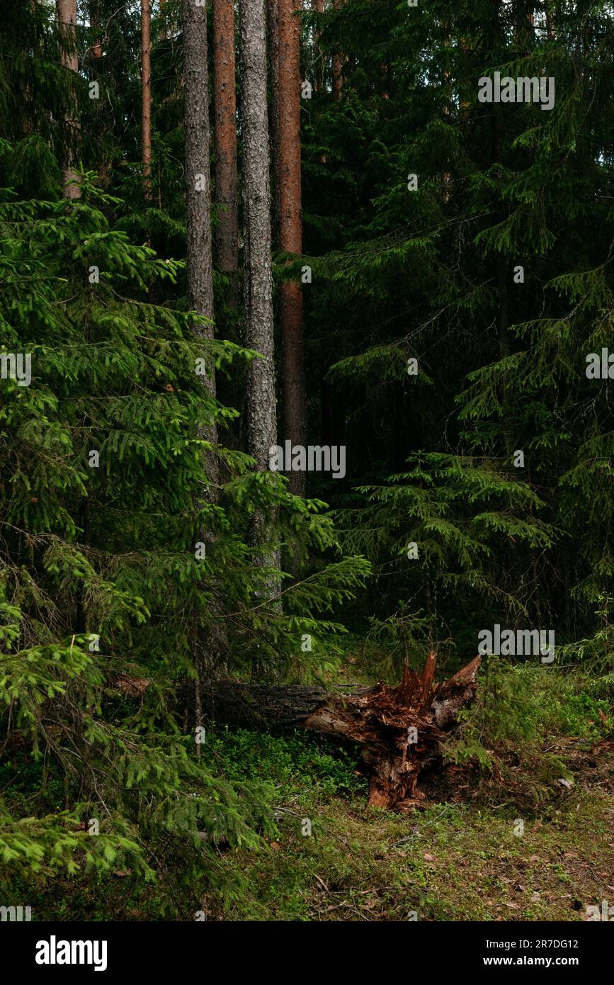 A tree fallen in a dark forest before sunset Stock Photo - Alamy