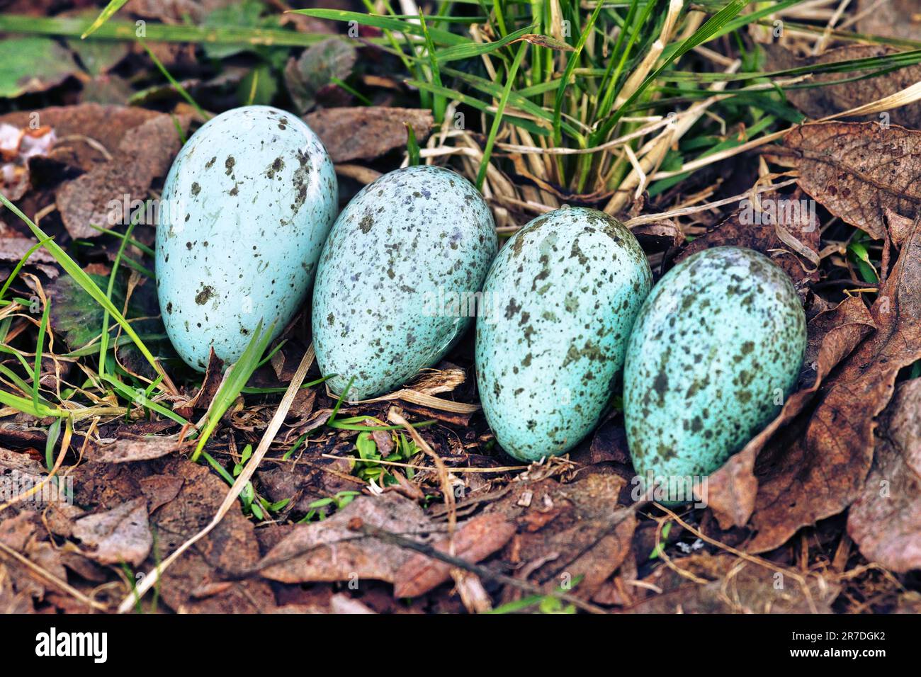 Oology. Egg clutch of Hooded crow (Corvus cornix) from rural nest ...