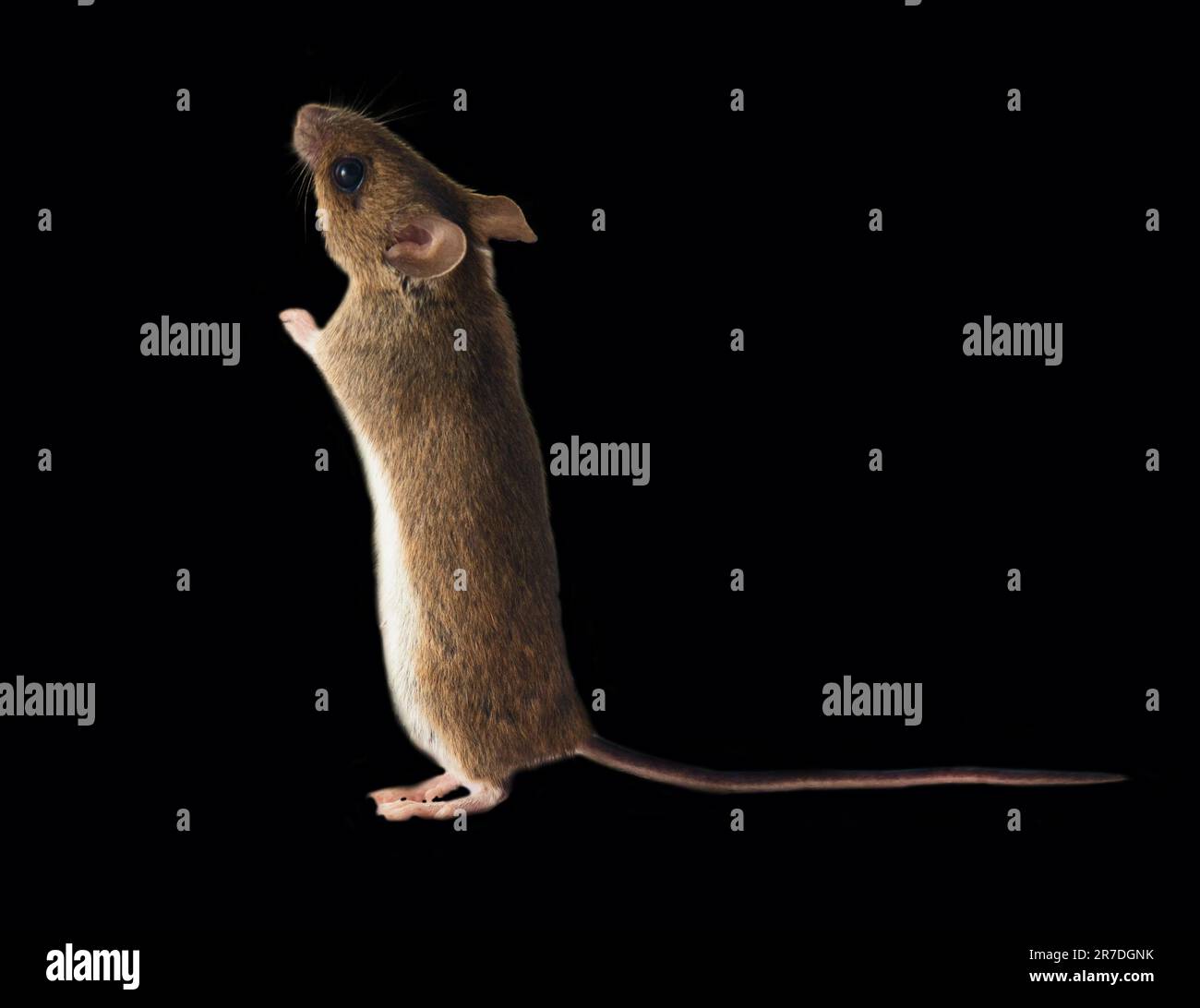 Wild mice enter people's homes and damage food and household items. The ...