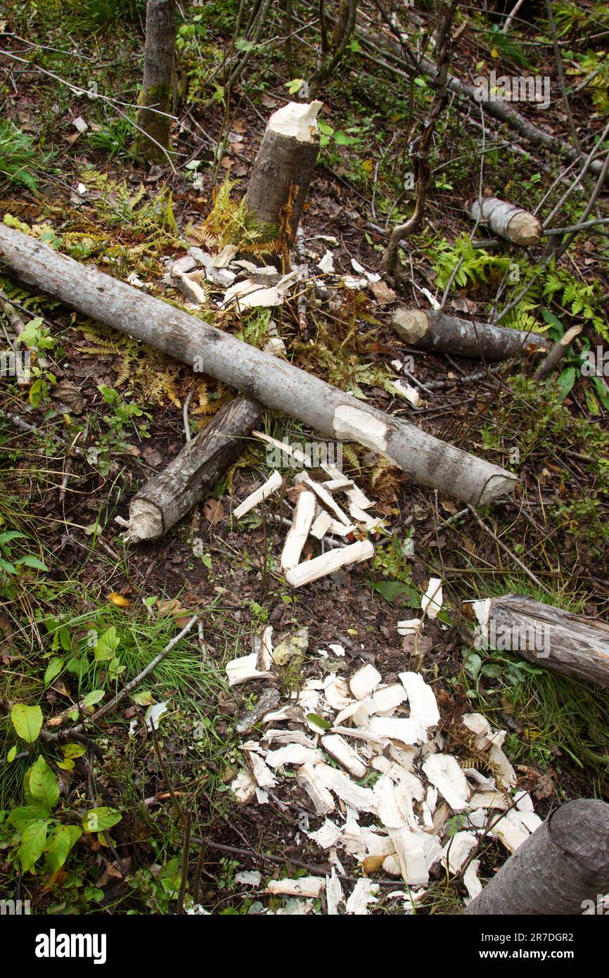 Beavers feedind hi-res stock photography and images - Alamy