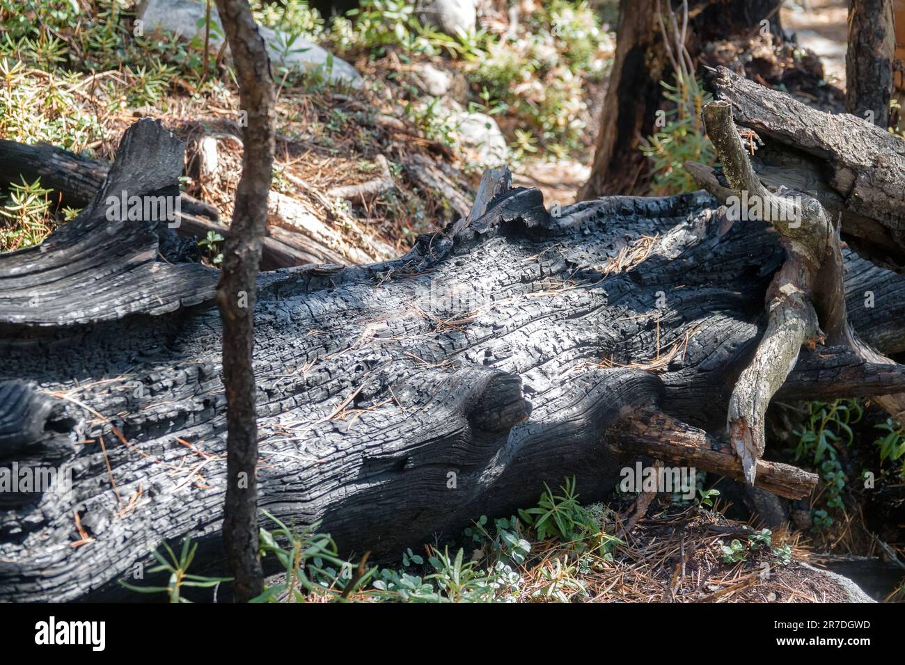 Fire-damaged forest boreal forests. Burnt boreal forests. Wildfire low ...