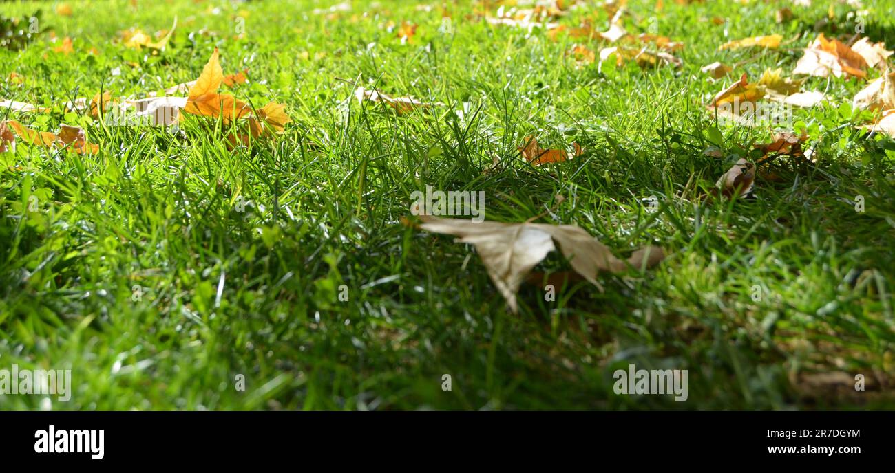 dry leaves falling on the grass Stock Photo - Alamy