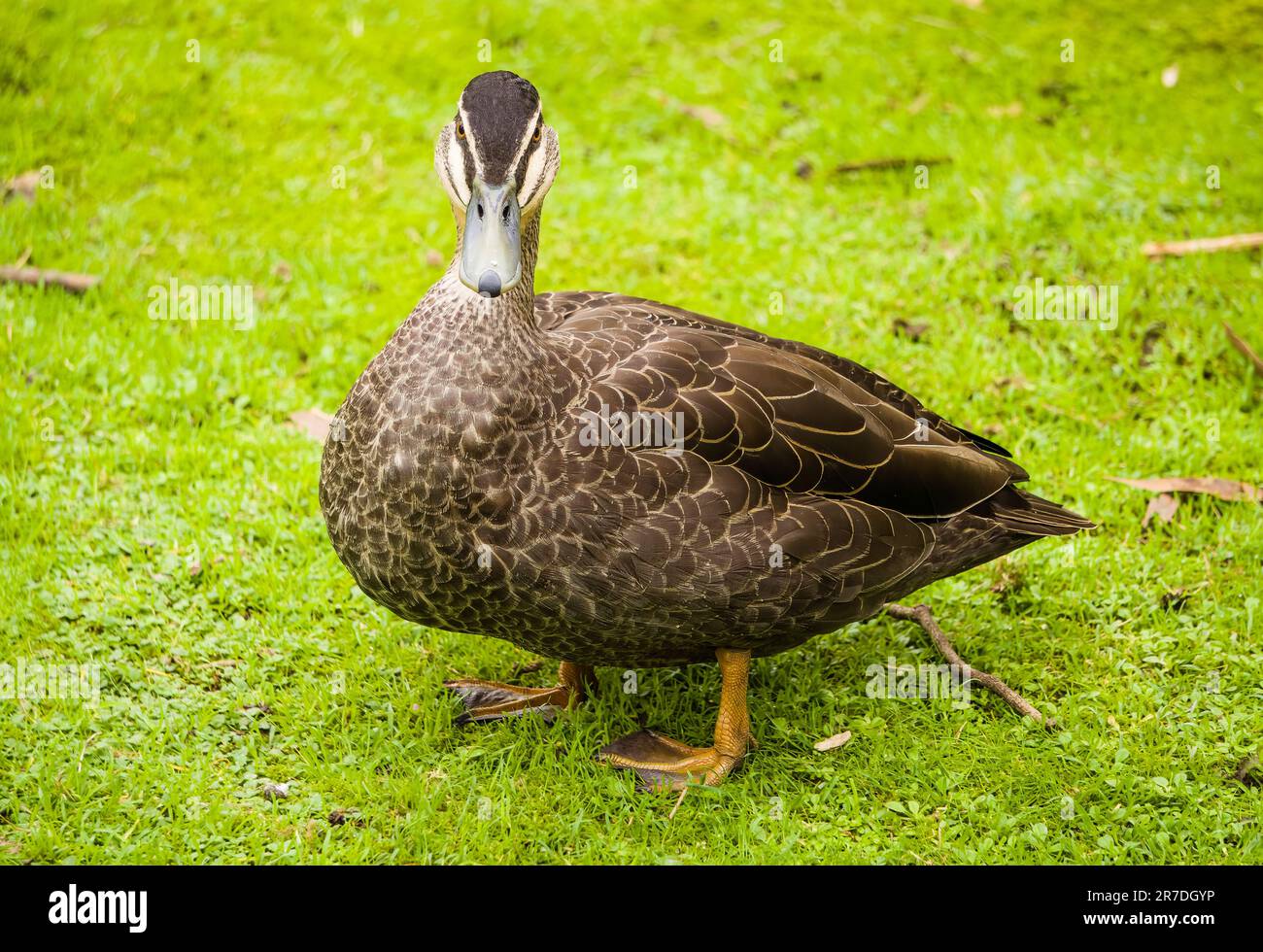 Pacific Black Duck Photo Taken At Moonlit Sanctuary Stock Photo - Alamy