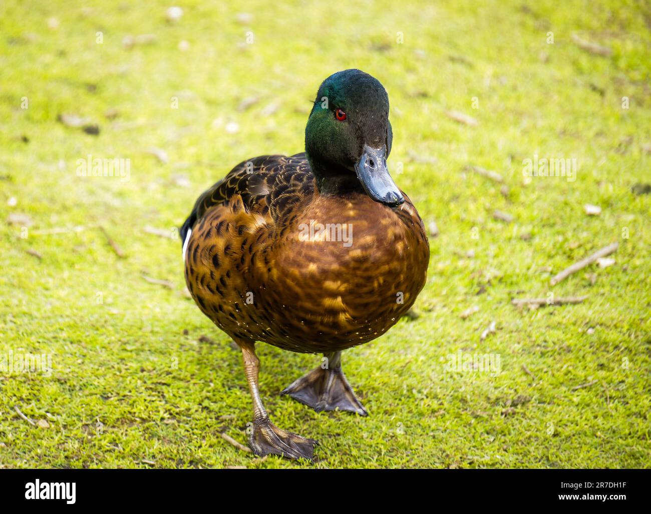 Chestnut teal duck hi-res stock photography and images - Alamy