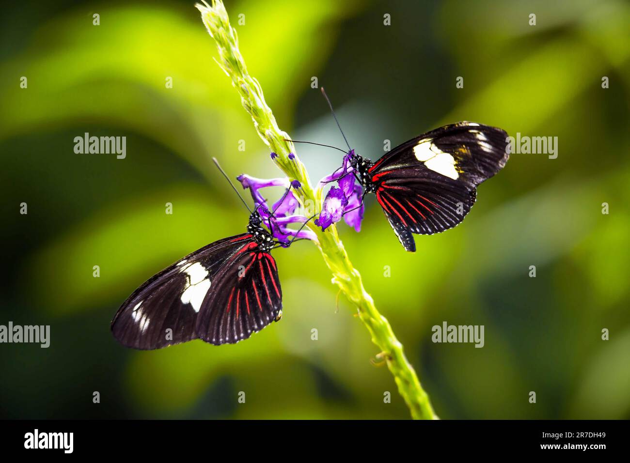 An idyllic scene of two black Doris longwing (Heliconius doris ...