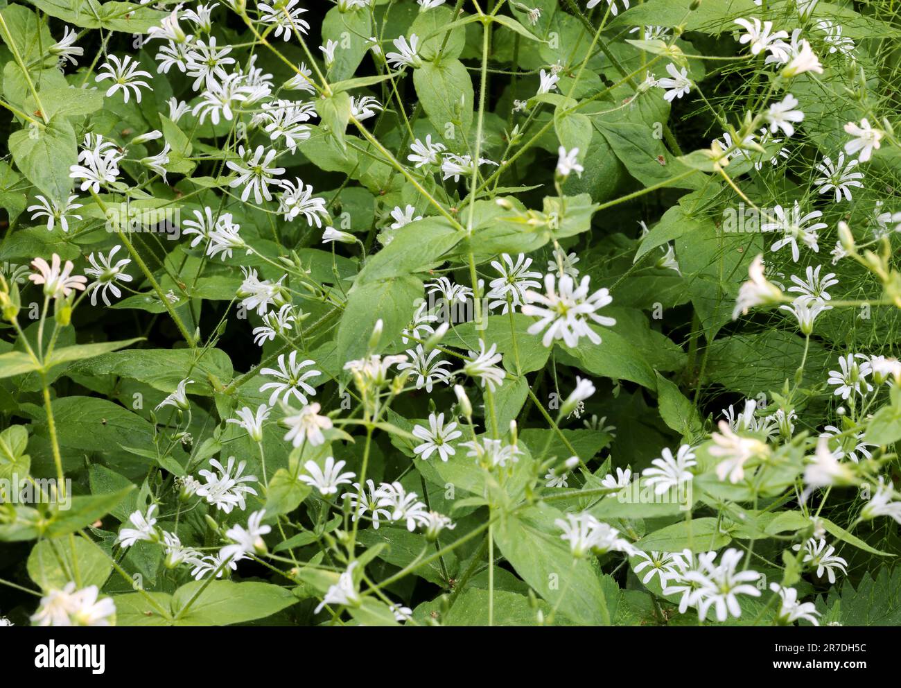 Starshaped flower hi-res stock photography and images - Alamy