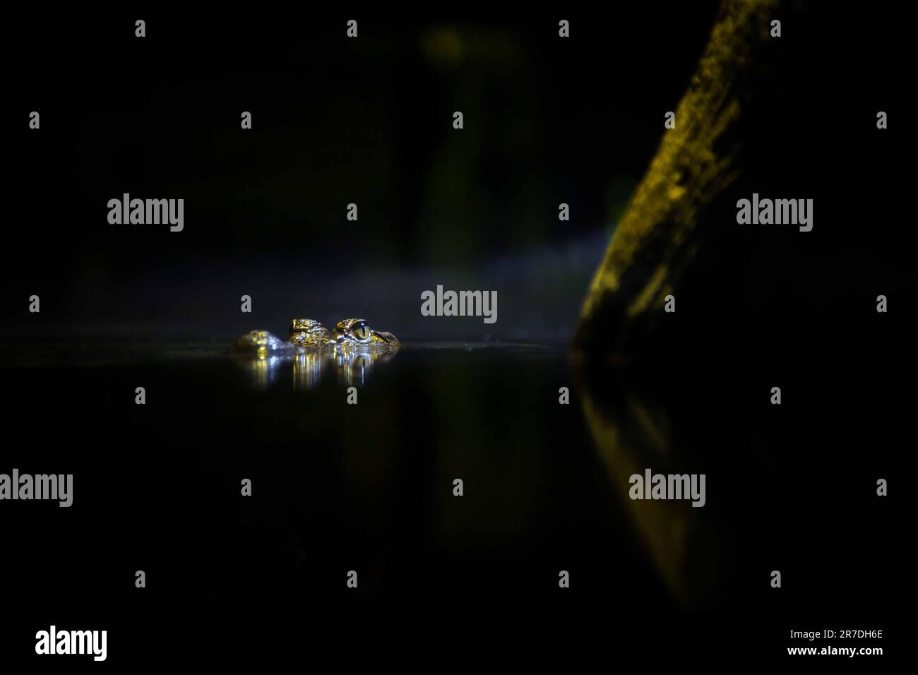 Predator of the depths hi-res stock photography and images - Alamy