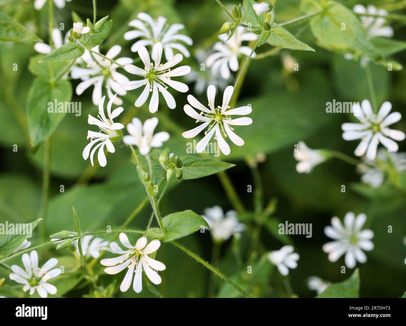 Starshaped flower hi-res stock photography and images - Alamy