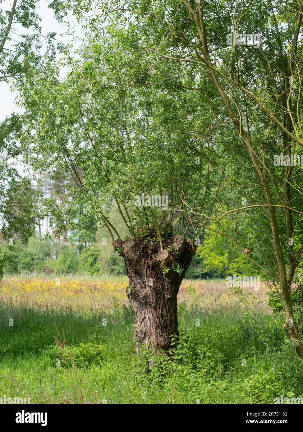 Pollard willow hi-res stock photography and images - Alamy