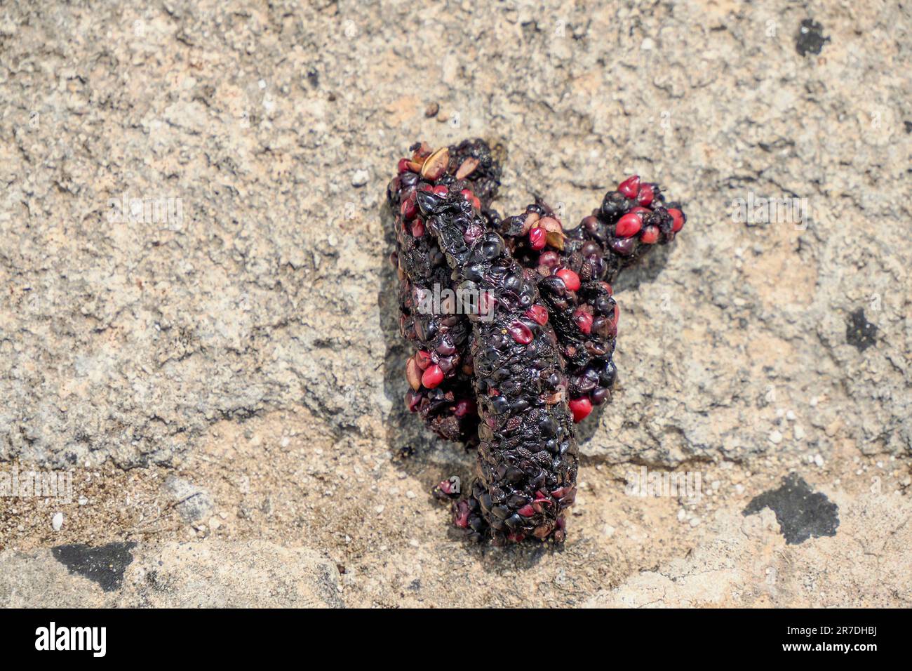 Fox droppings hi-res stock photography and images - Alamy