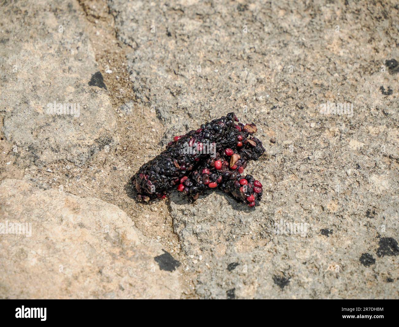 A Fox droppings with cowberries, close-up photo. Fox excrement Stock ...