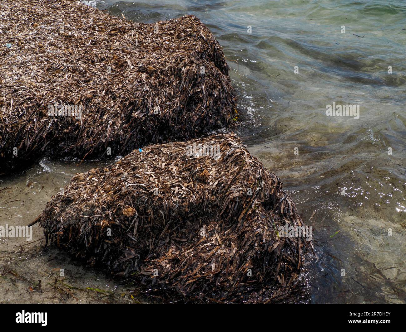Dried Posidonia algae in sicily vendicari italy Stock Photo - Alamy
