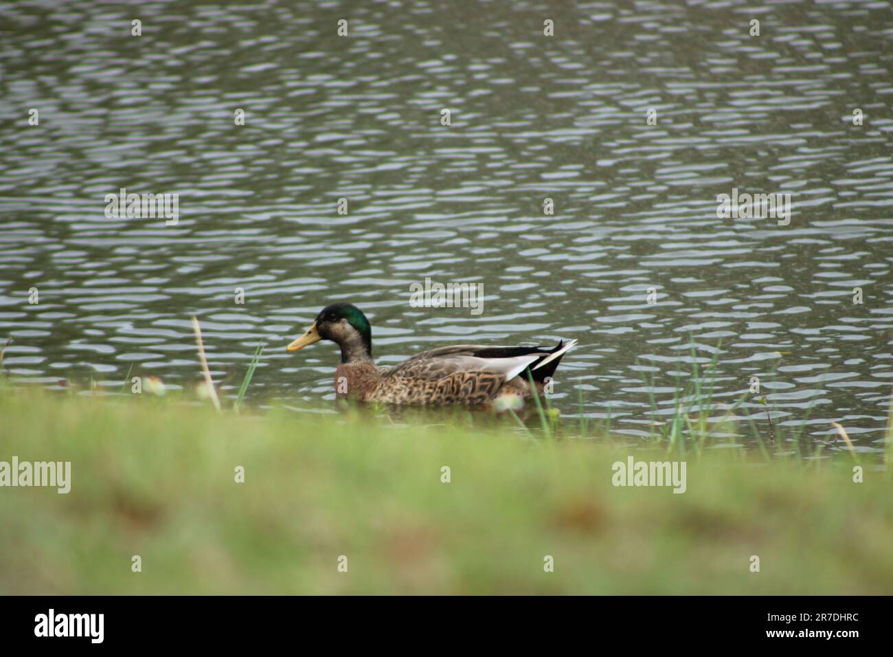 A duck foraging for food in a shallow waterway Stock Photo - Alamy