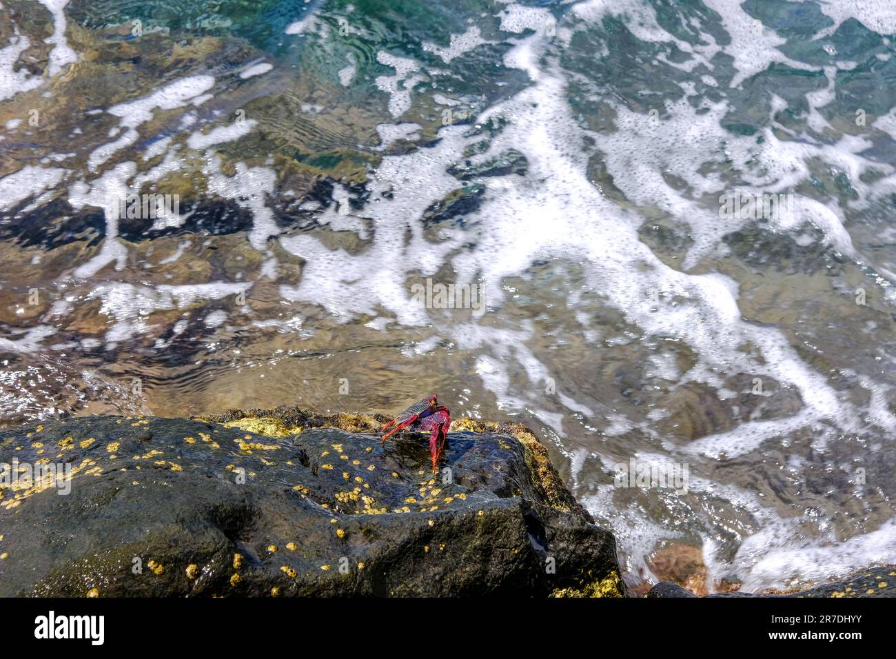 Atlantic Rock Crab (Grapsus adscensionis), Camara de Lobos, Madeira ...