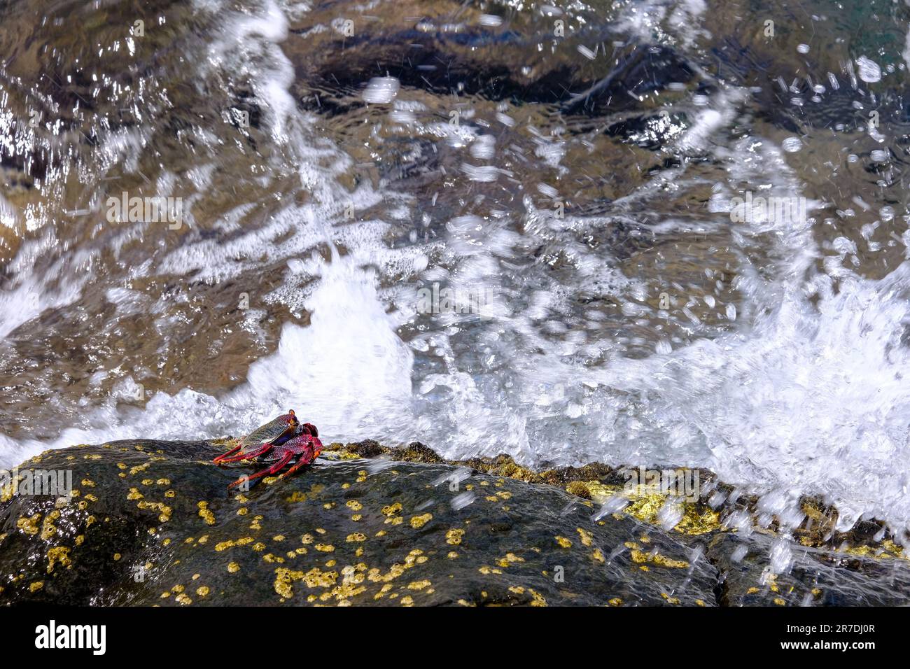 Atlantic Rock Crab (Grapsus adscensionis), Camara de Lobos, Madeira ...