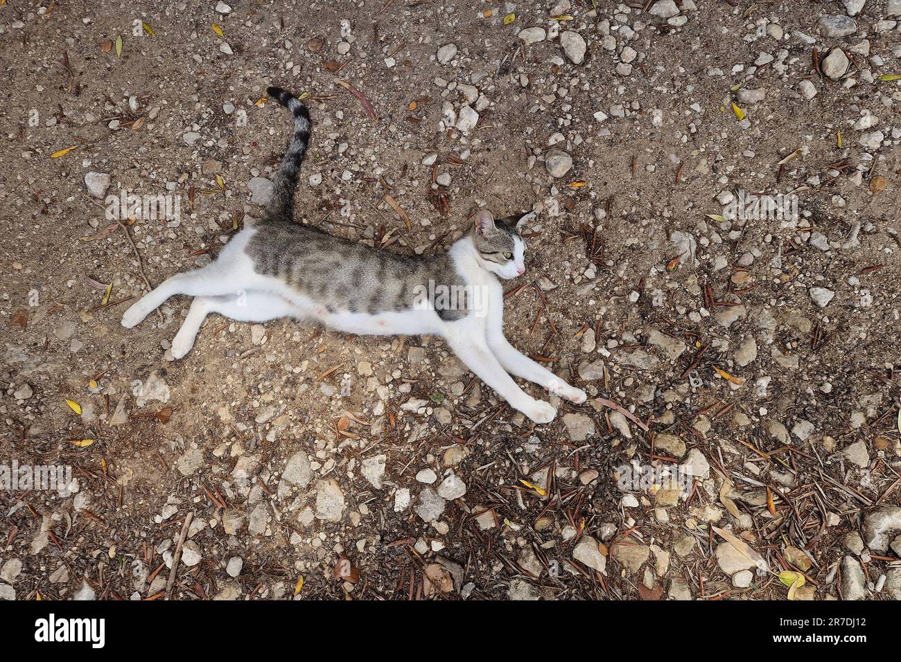 Sicily kitten hi-res stock photography and images - Alamy