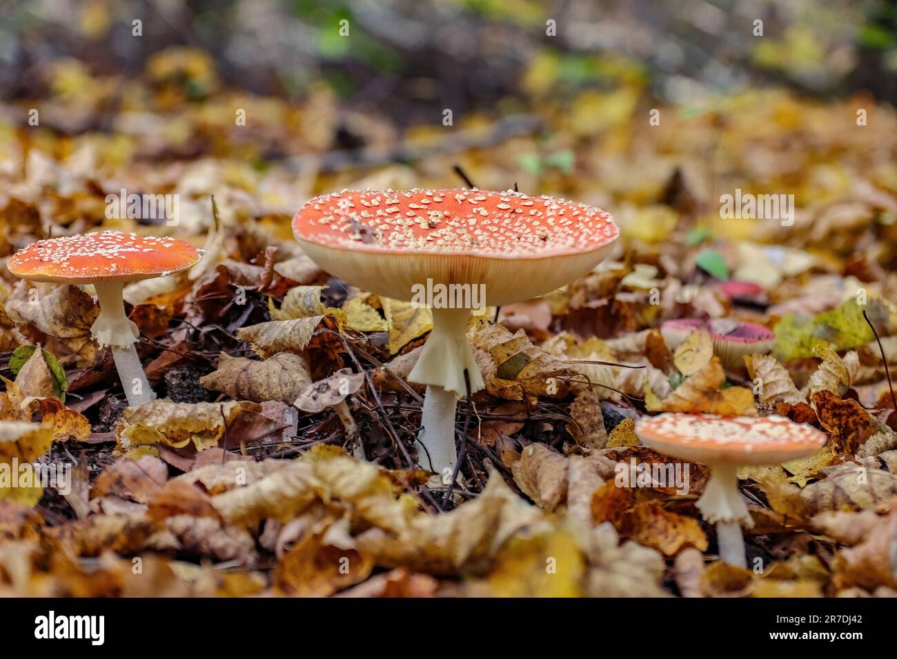 A close-up of four mushrooms displaying a variety of shapes and colors ...