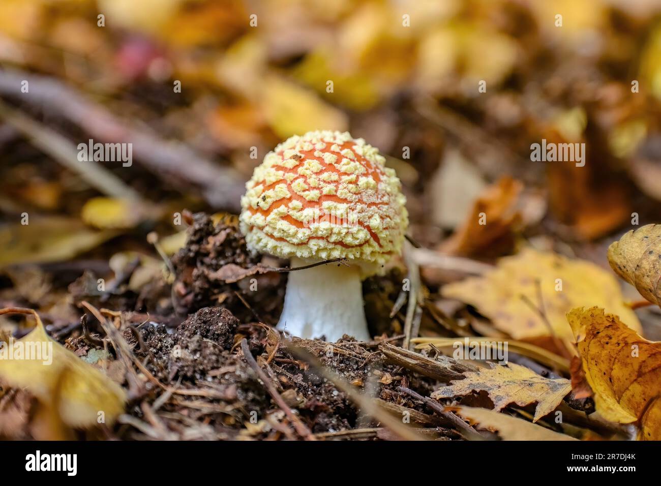 A macro image of a Fly agaric mushroom, showing its vibrant red and ...