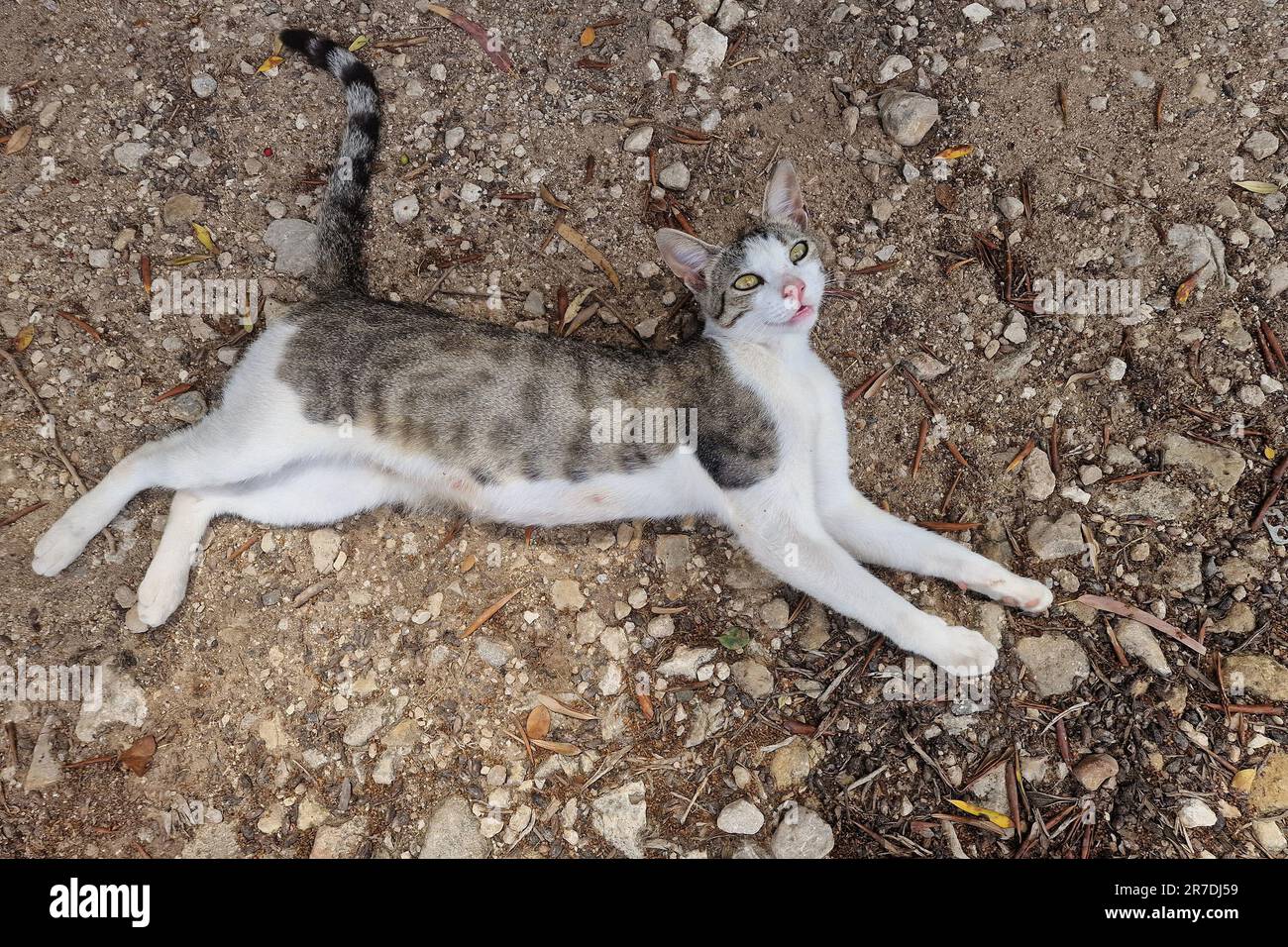 Sicily kitten hi-res stock photography and images - Alamy