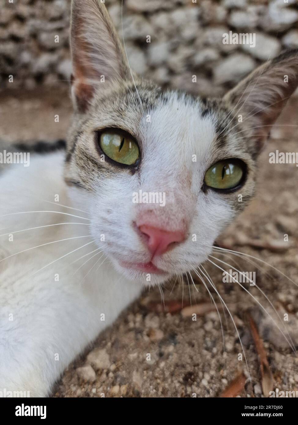 Sicily kitten hi-res stock photography and images - Alamy