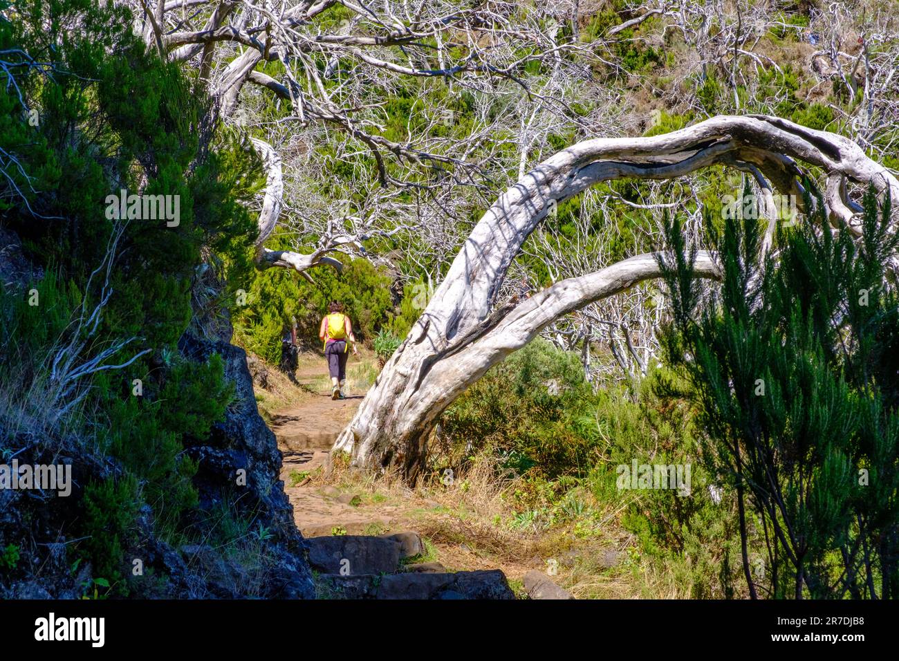 Dead trees madeira hi-res stock photography and images - Alamy