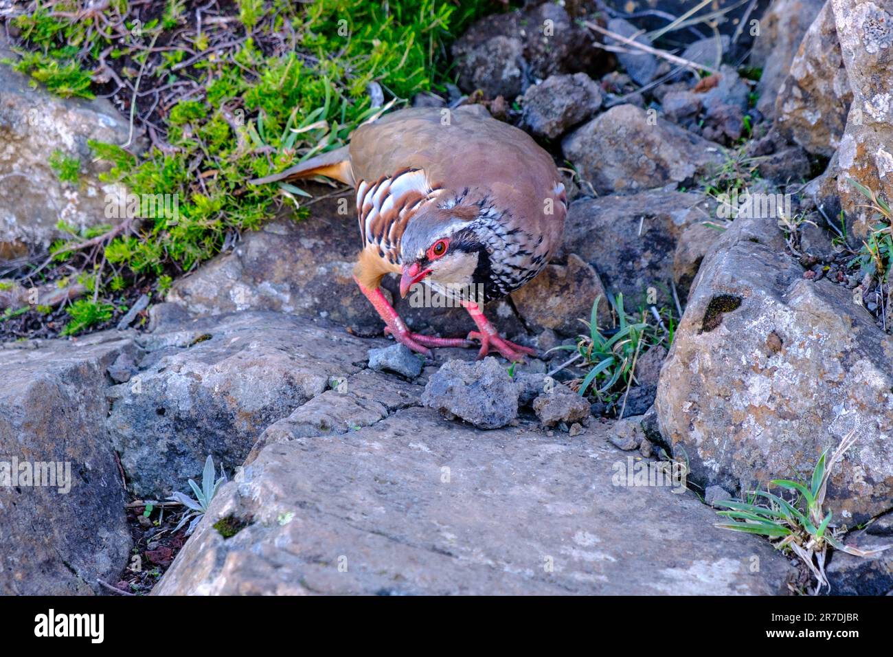 Red-legged partridge, Alectoris rufa, bird on Madeira Island, Portugal ...