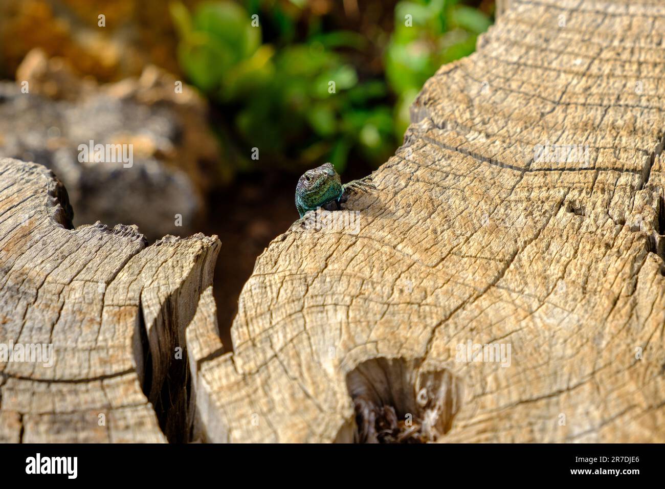 Lizard looks over a log Stock Photo - Alamy