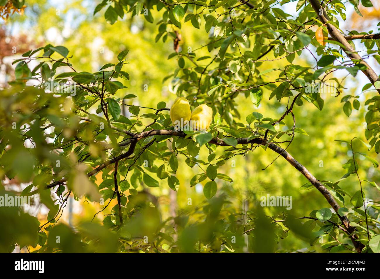 A lush tree with a canopy of healthy green leaves, boasting a plentiful ...