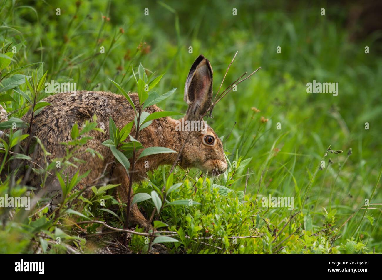 Hare fauna hi-res stock photography and images - Alamy