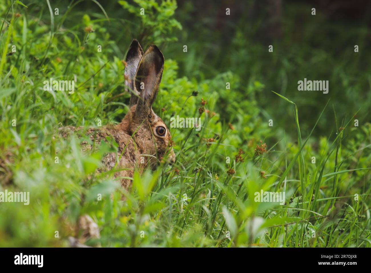Hare fauna hi-res stock photography and images - Alamy