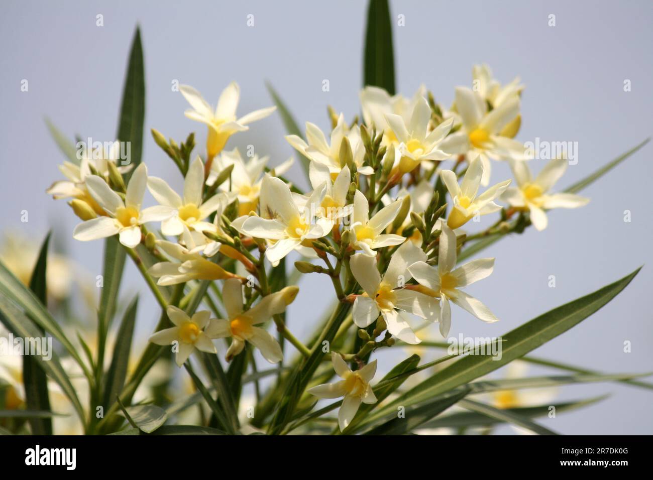 Oleander white (Nerium oleander 'Soeur Agnes') in bloom in a garden ...