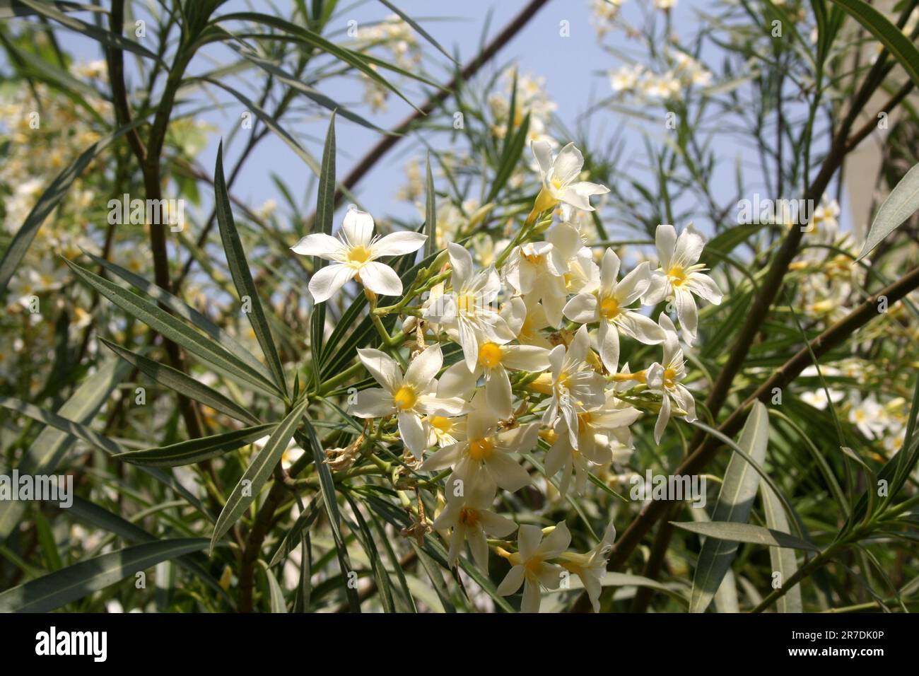 Oleander white (Nerium oleander 'Soeur Agnes') in bloom in a garden ...