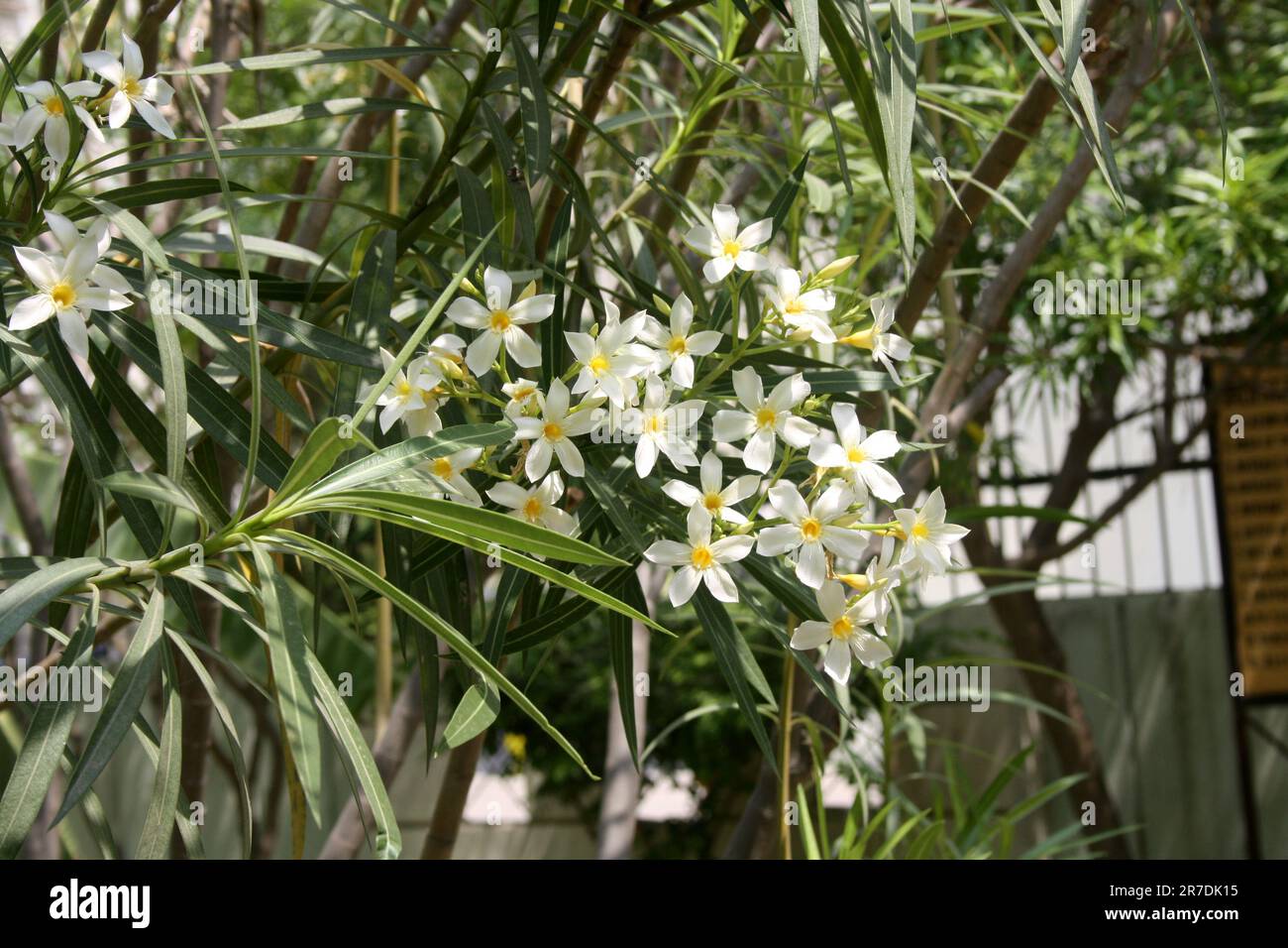 Oleander white (Nerium oleander 'Soeur Agnes') in bloom in a garden ...