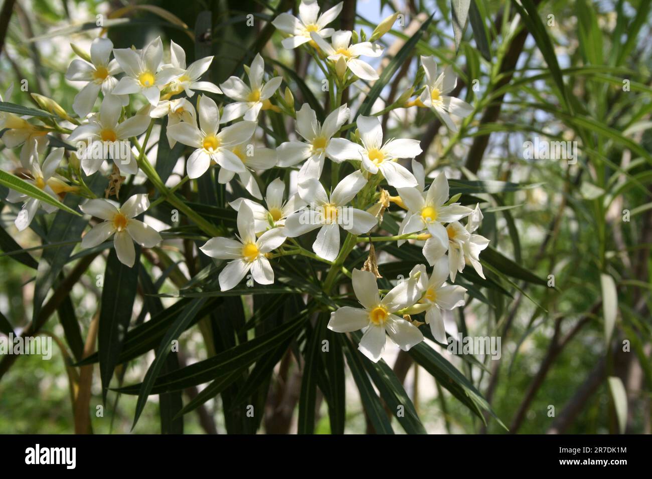 Oleander white (Nerium oleander 'Soeur Agnes') in bloom in a garden ...