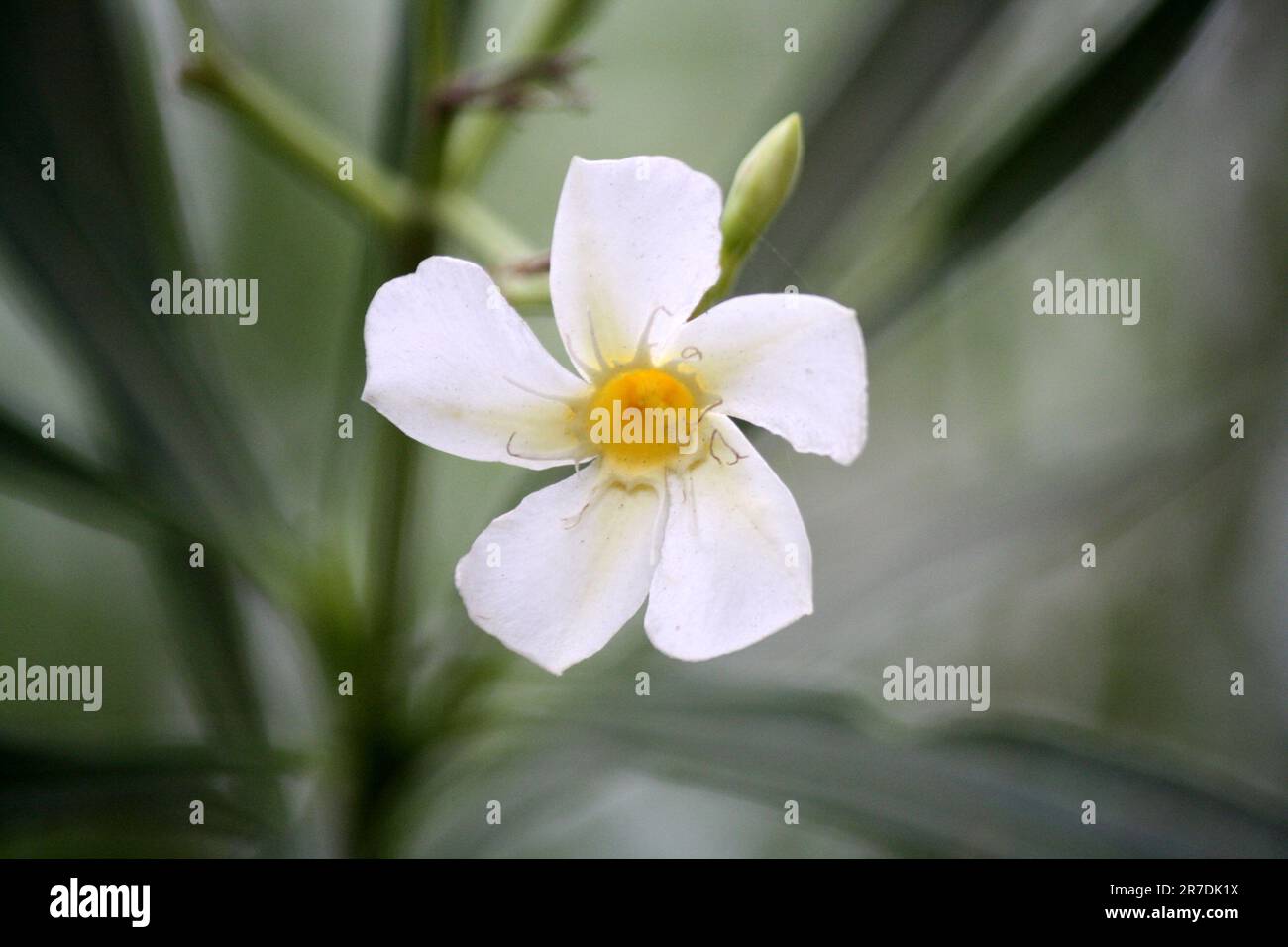 Oleander white (Nerium oleander 'Soeur Agnes') in bloom in a garden ...