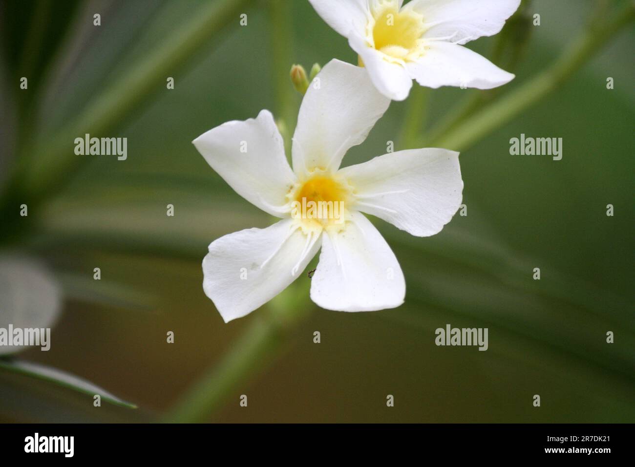 Oleander white (Nerium oleander 'Soeur Agnes') in bloom in a garden ...