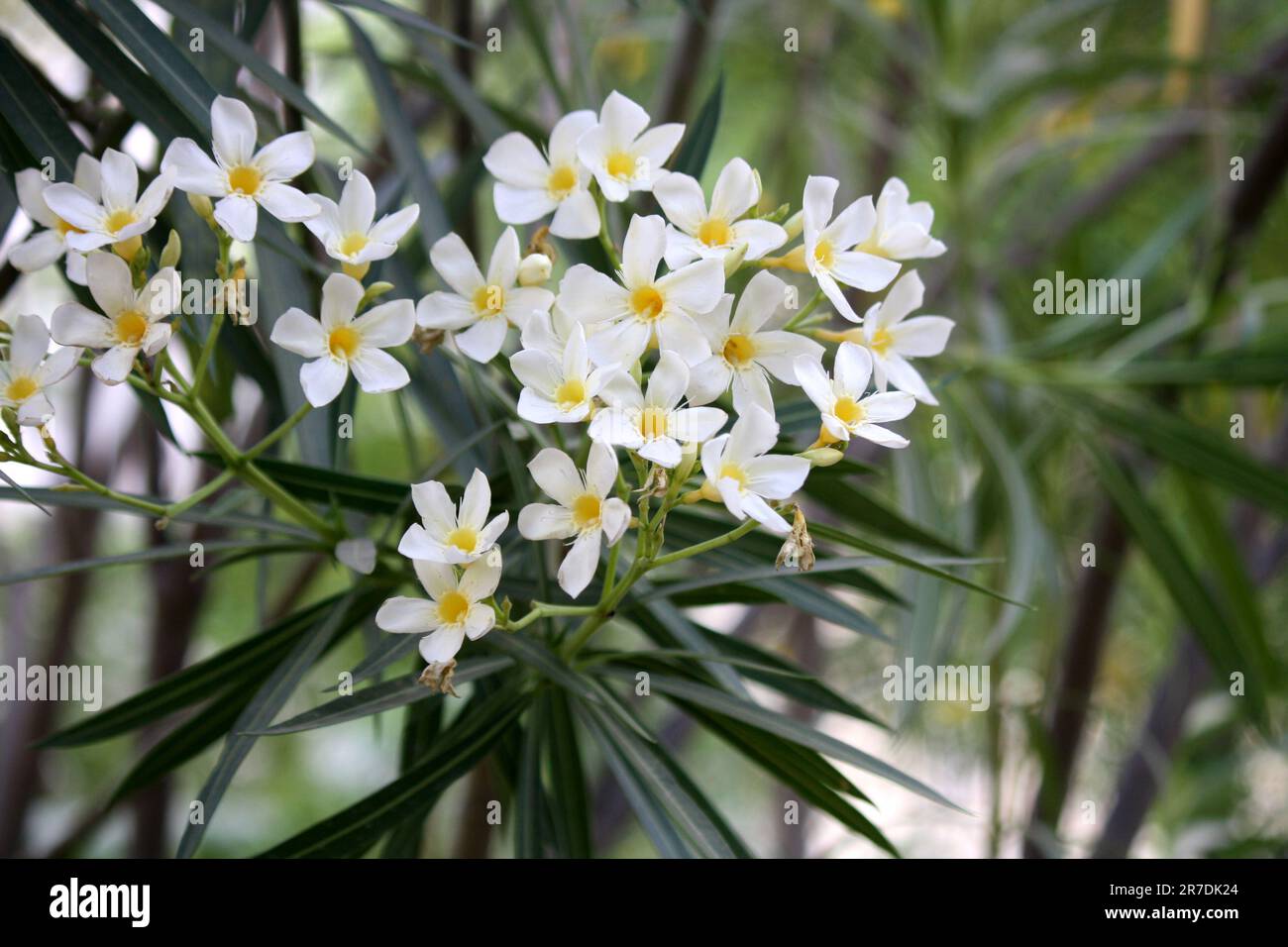 Oleander white (Nerium oleander 'Soeur Agnes') in bloom in a garden ...