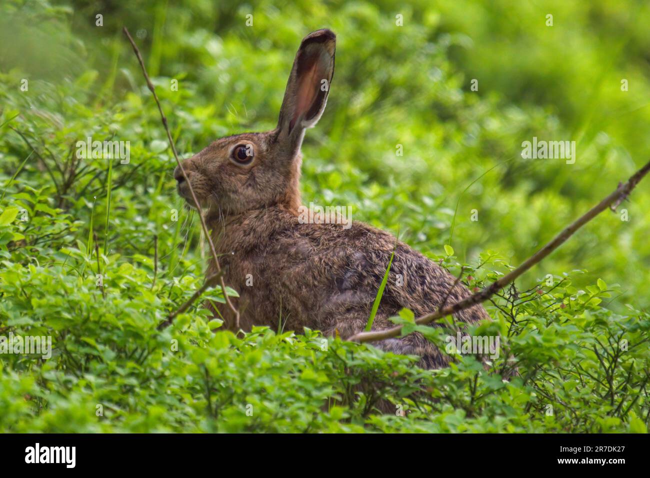 a european hare, lepus europaeus, in the mountain forest at a summer ...