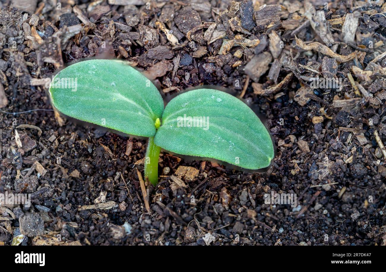 sprout growing from soil macro shot Stock Photo - Alamy